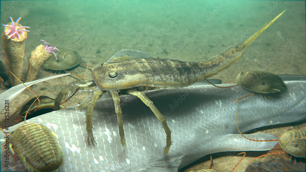 An illustration of the extinct Eurypterid Kokomopterus (sea scorpions ...