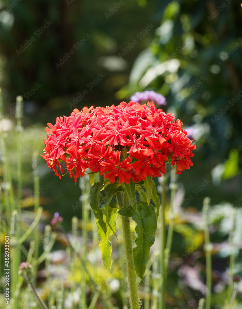 (Silene chalcedonica) Maltese-cross or Jerusalem cross plant with red ...