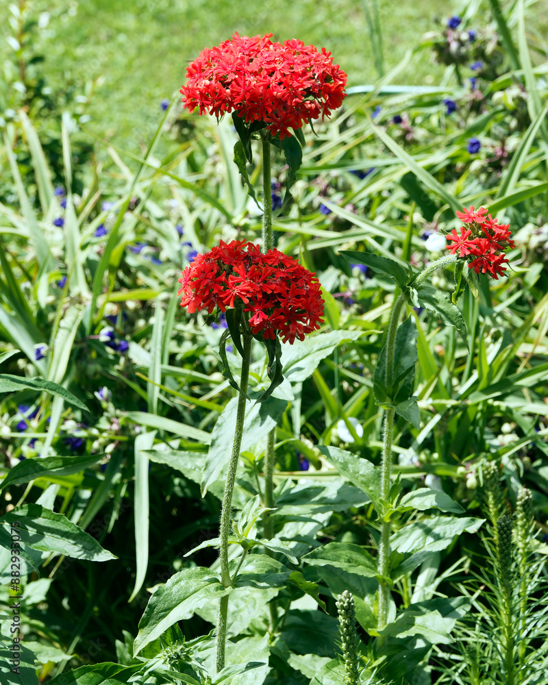 Silene chalcedonica | Flower of Bristol - Maltese-cross - Jerusalem ...