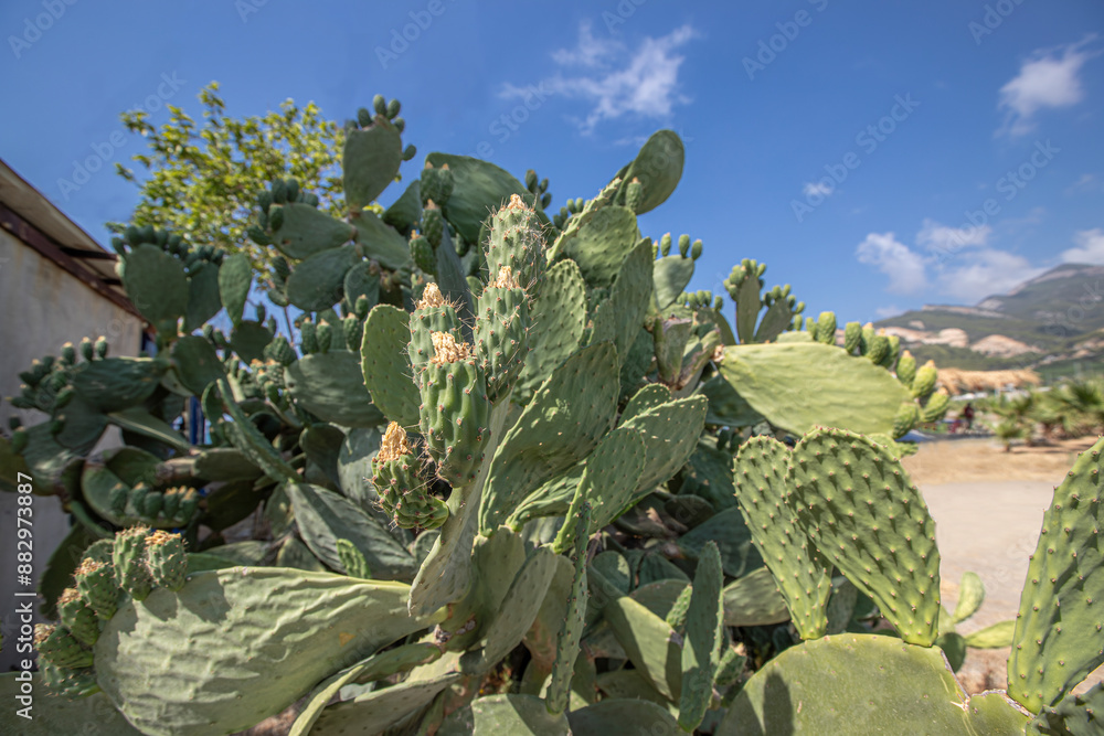 Blue sky, layout of prickly pear cactus with green fruits. Green ...