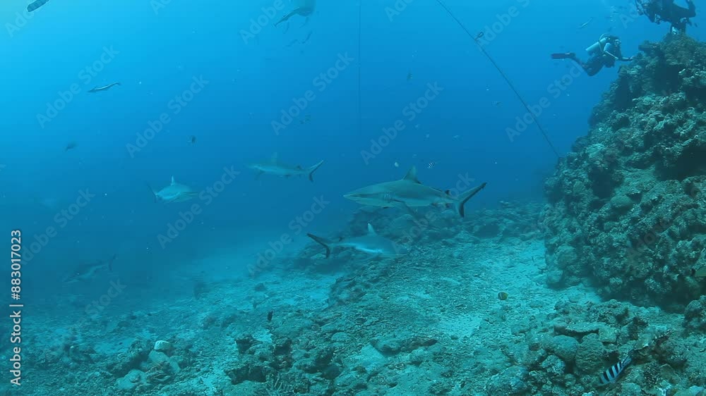 Watching sharks swim by a coral reef in the ocean reveals their habitat ...