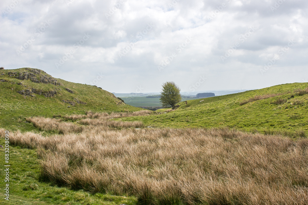 Rushes growing in a small wetland in the hilly grasslands of ...