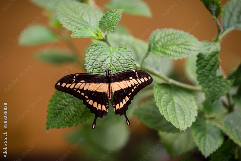 Giant swallowtail (Papilio cresphontes), Butterfly tropical garden in ...