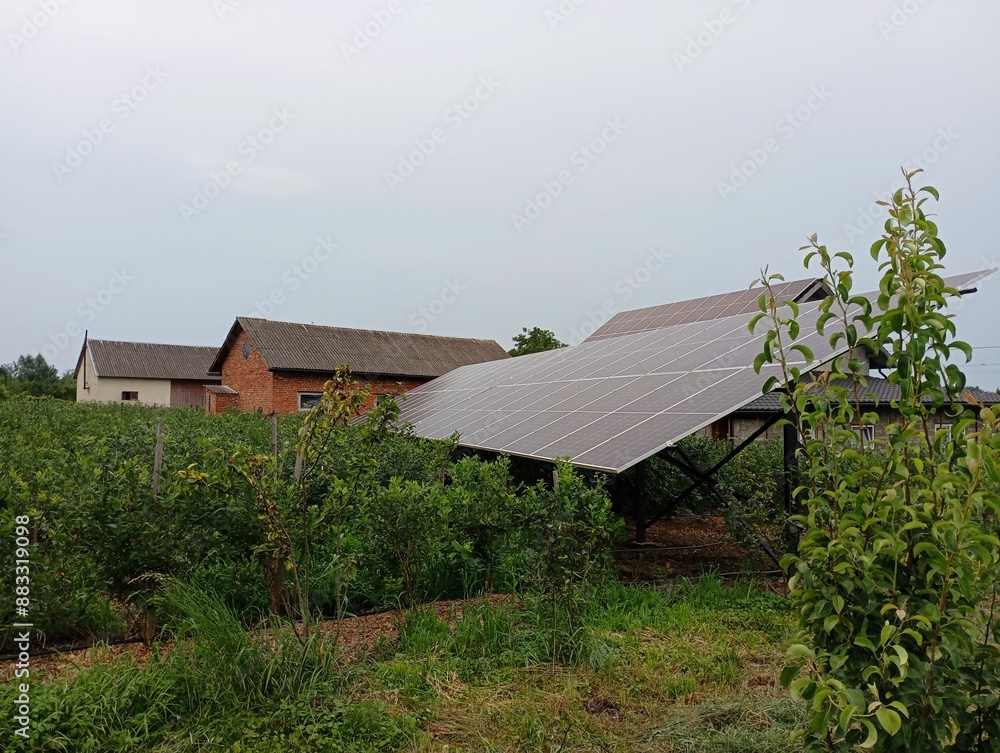 Solar panels are installed near the house in the garden with blueberry ...