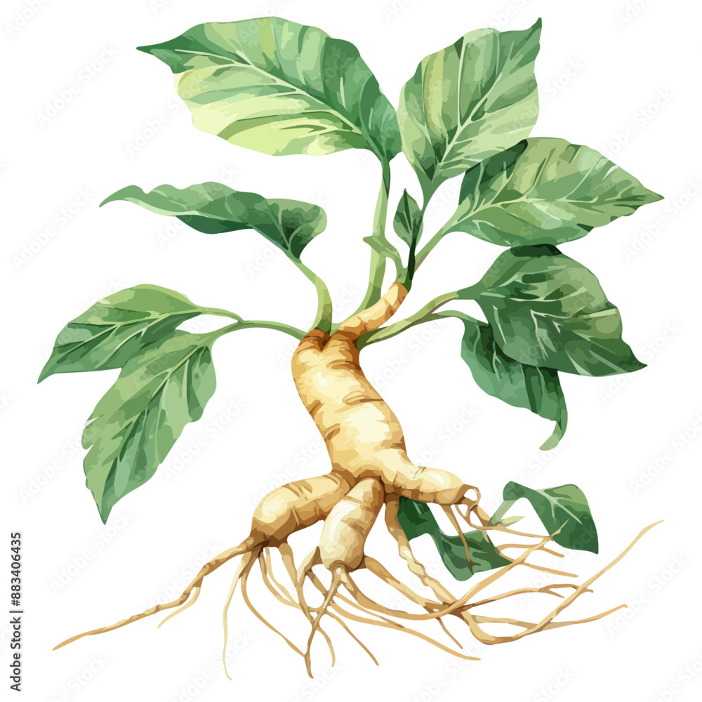 Vecteur Stock Watercolor Illustration of Ginseng, isolated on a white ...