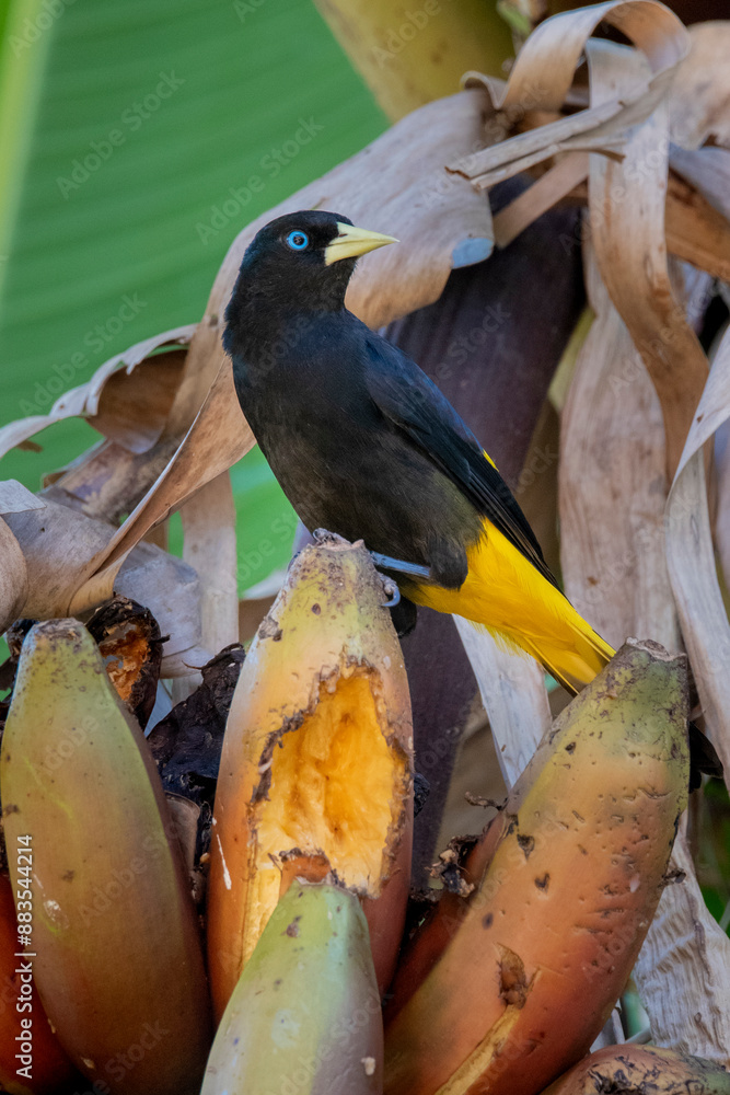 Brazilian Savannah Bird The birds of Brazil are very beautiful and have ...