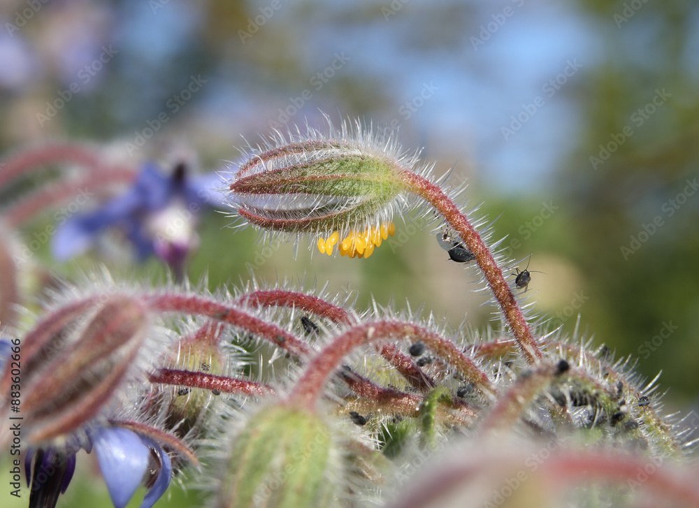 Ladybug eggs on flower infested with aphids. Group of yellow oval ...