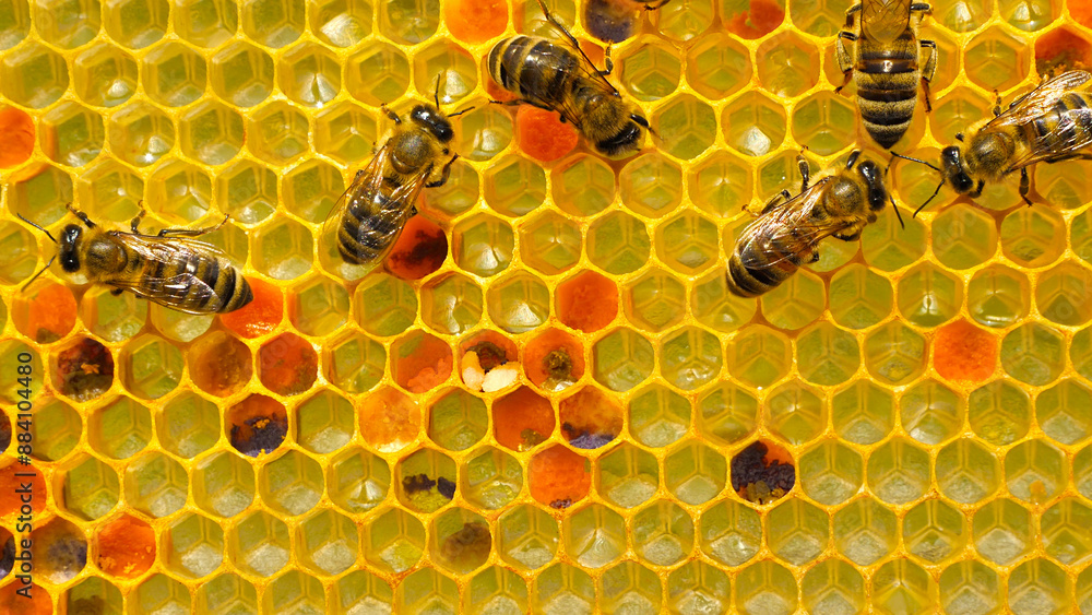 In the center you can see a cell with two lumps of pollen. Harvesting ...