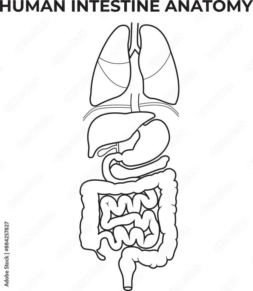 Printhuman digestive system. location of the gastrointestinal tract in ...