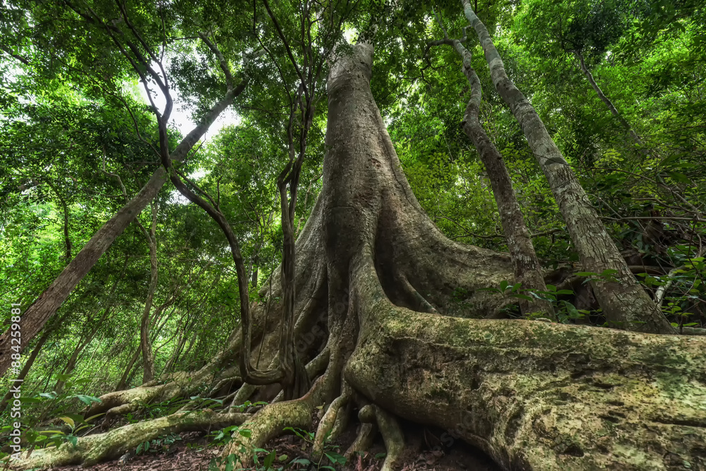 The largest tree with roots supporting the trunk in the Thai rainforest ...