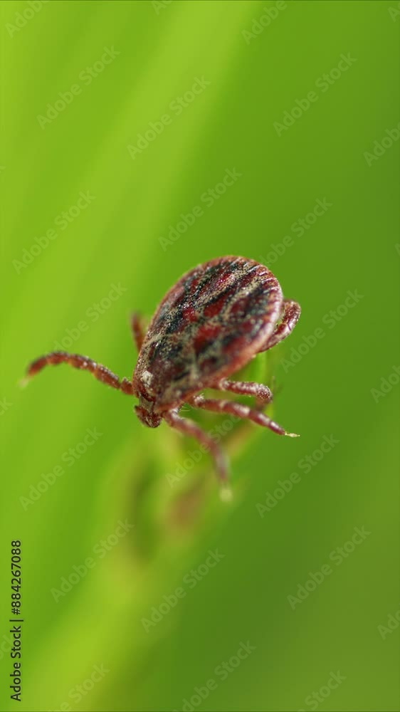 Tick Crawling A Blade Of Grass. Parasite Potentially Carrying Dangerous ...
