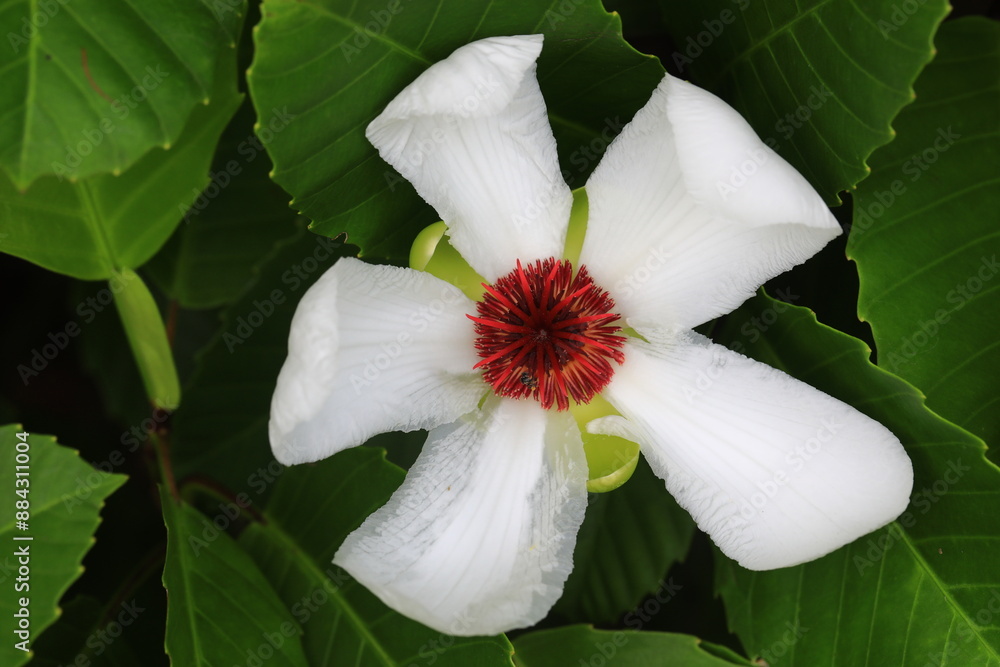 Dillenia Philippinensis (common name is Philippines Simpoh,Katmon) is a ...