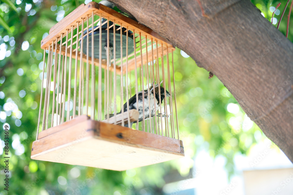 The Javan munia or Lonchura leucogastroides in the small cage. Native ...