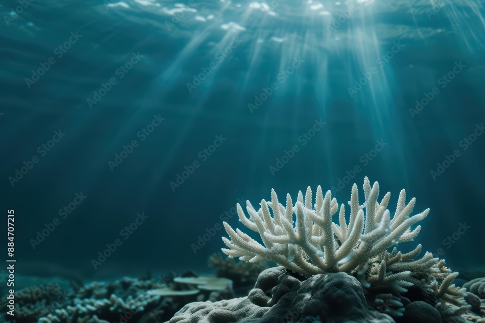 Ocean acidification transforms the underwater world in a supernatural ...