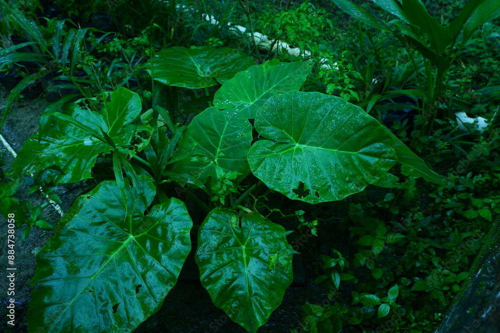 photography of the taro leaf plant which has the Latin name Colocasia ...