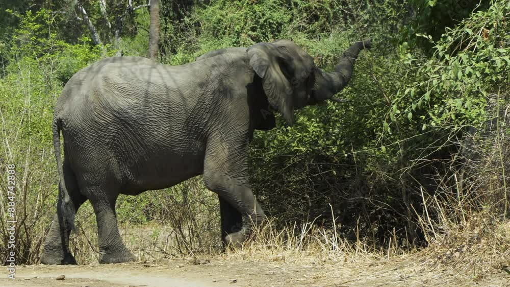 Two female African elephants one by one disappearing into the bush. The ...