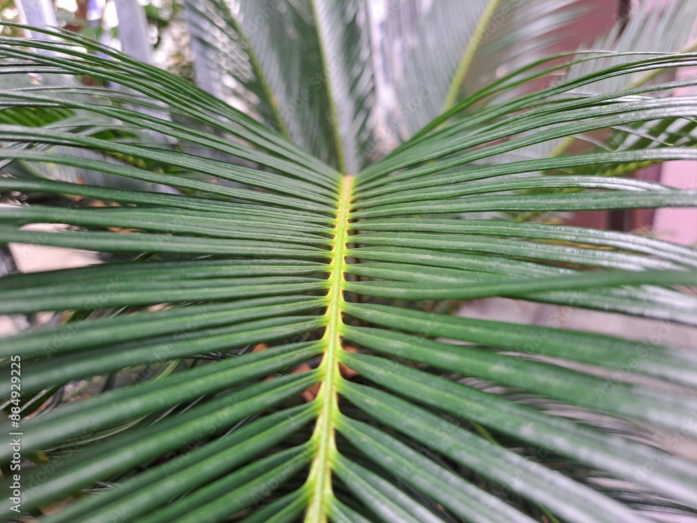 photo of parallel leaf bones (rectinervis). The leaf stalk is located ...