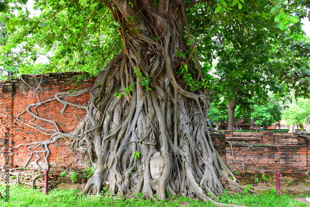 Ayutthaya,Thailand - July 13, 2024 : A picture of the famous Buddha ...