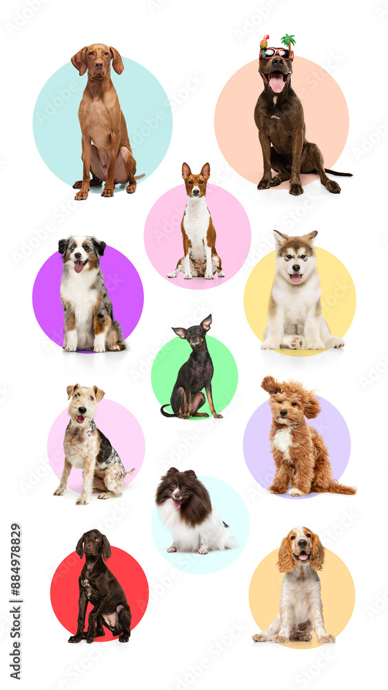 Vertical collage. Different dogs, each posing against a background of ...