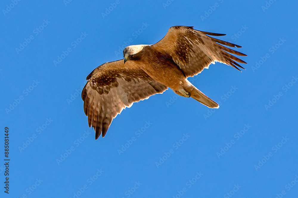 Águila Calzada en vuelo de caza, habitante común en el parque natural ...