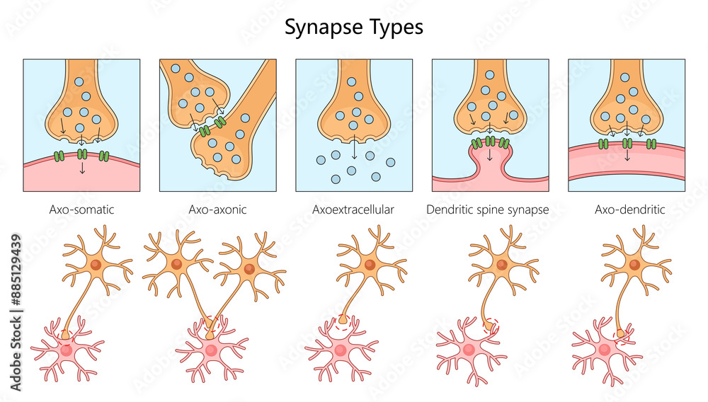 ภาพประกอบสต็อก synapse types axo-somatic, axo-axonic, axoextracellular ...