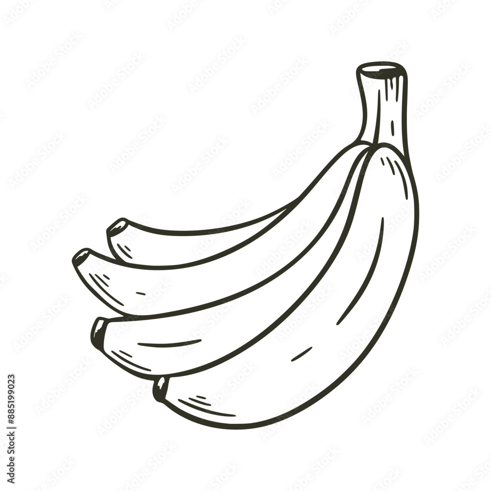 Hand drawn ink bunch of bananas on white background. Ripe bananas in ...