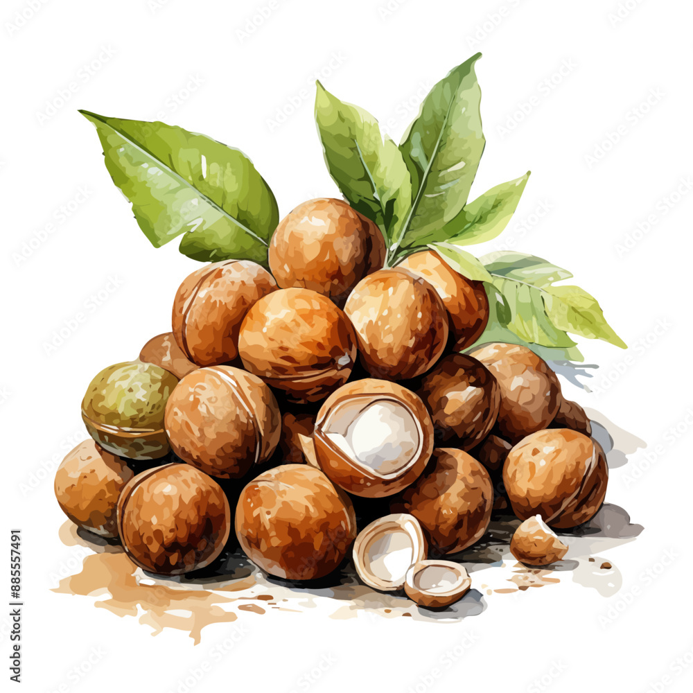 Macadamia nuts panoramic image on white background. Watercolor hand ...