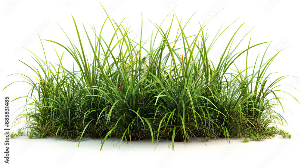Vetiveria zizanioides (Vetiver Grass) Jungle Botanical Grass ...