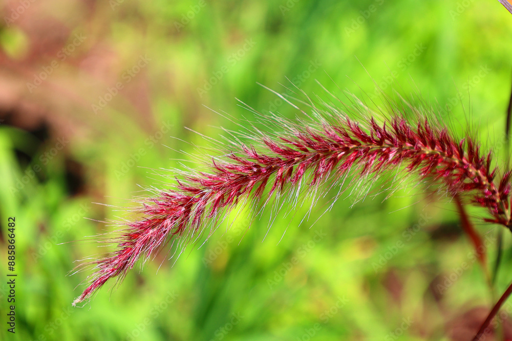 Red fountain ornamental grass (Pennisetum setaceum ‘Rubrum’) is a showy ...
