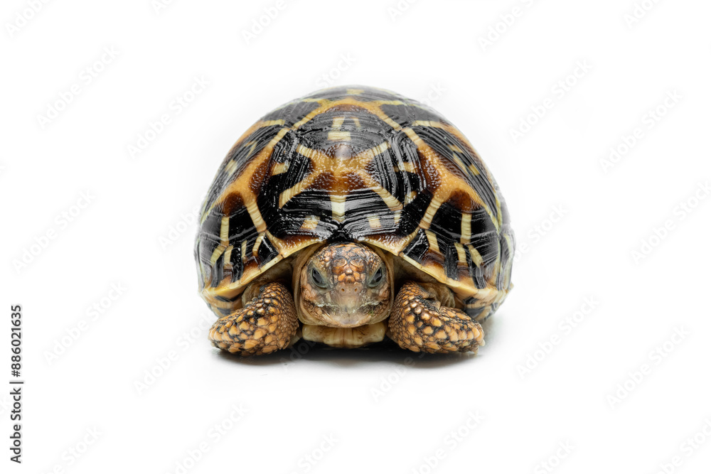 The Indian Star Tortoise (Geochelone elegans) is a tortoise species native to India, Pakistan ...