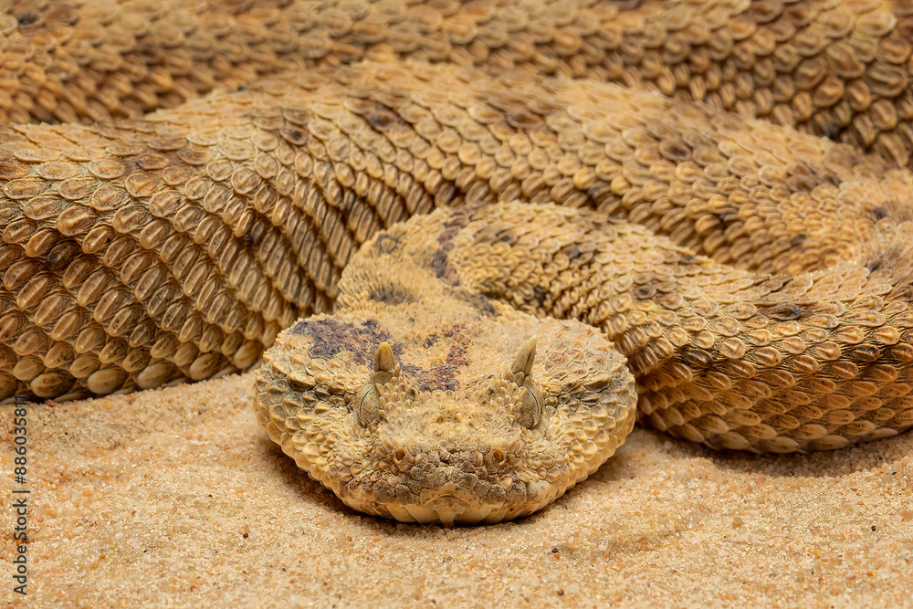 Cerastes cerastes, commonly known as the Saharan Horned Viper or Desert ...