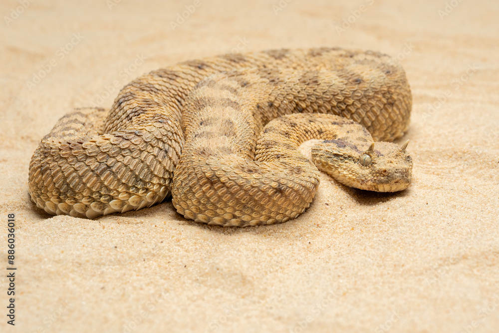 Cerastes cerastes, commonly known as the Saharan Horned Viper or Desert ...