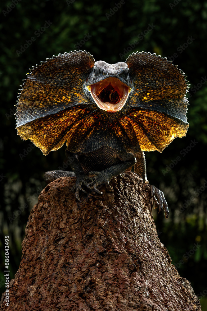 The Frilled-necked Lizard (Chlamydosaurus kingii) is well-known for its ...