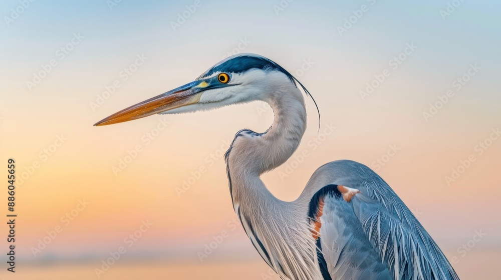 Great blue heron close-up against the clear sunset sky in Destin ...