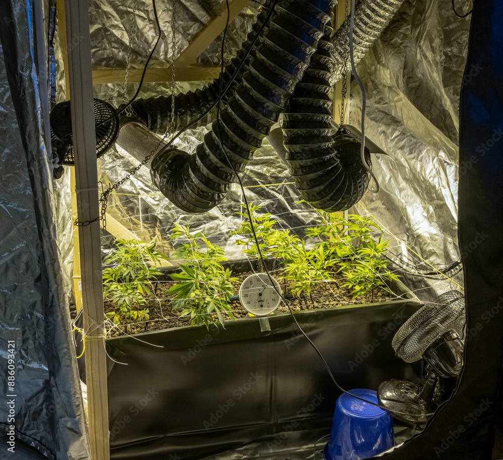 SoG Sea of Green net hemp cultivation technique Growing pot in growtent ...