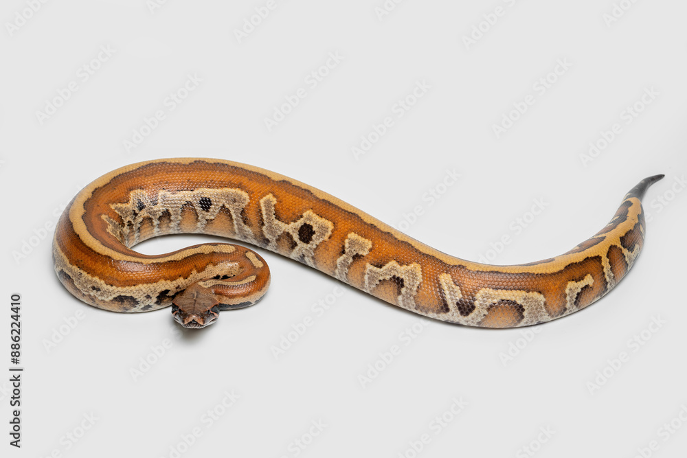 The Sumatran Short-tailed Python (Python curtus) is a species of ...