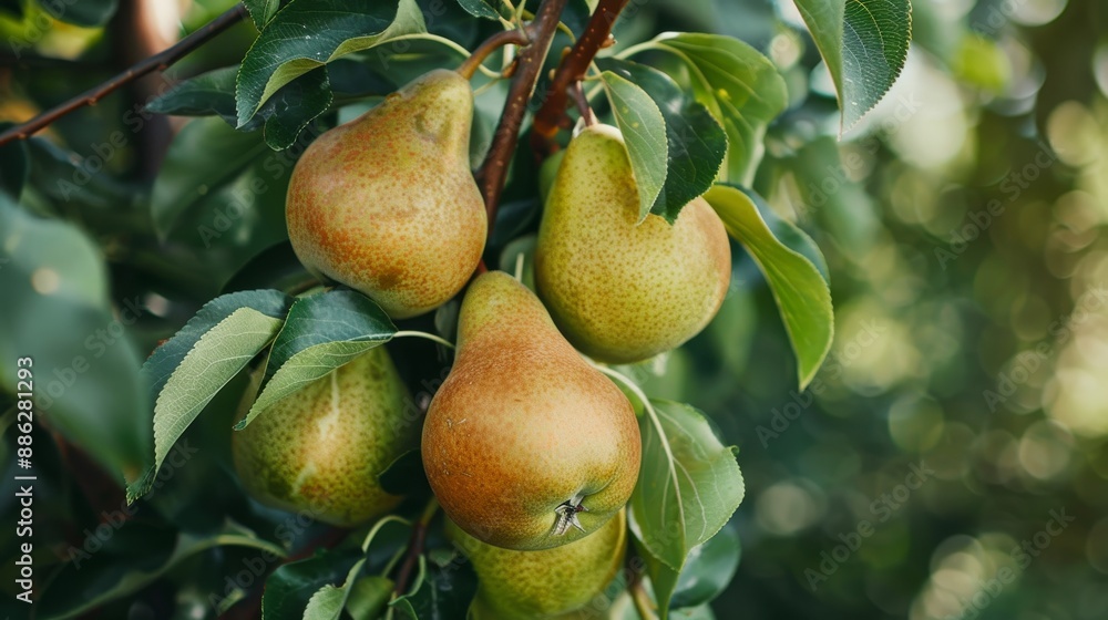 Ficus pumila fruits (RaeA) Native to Eastern Asia. Creeping Fig. Ficus ...