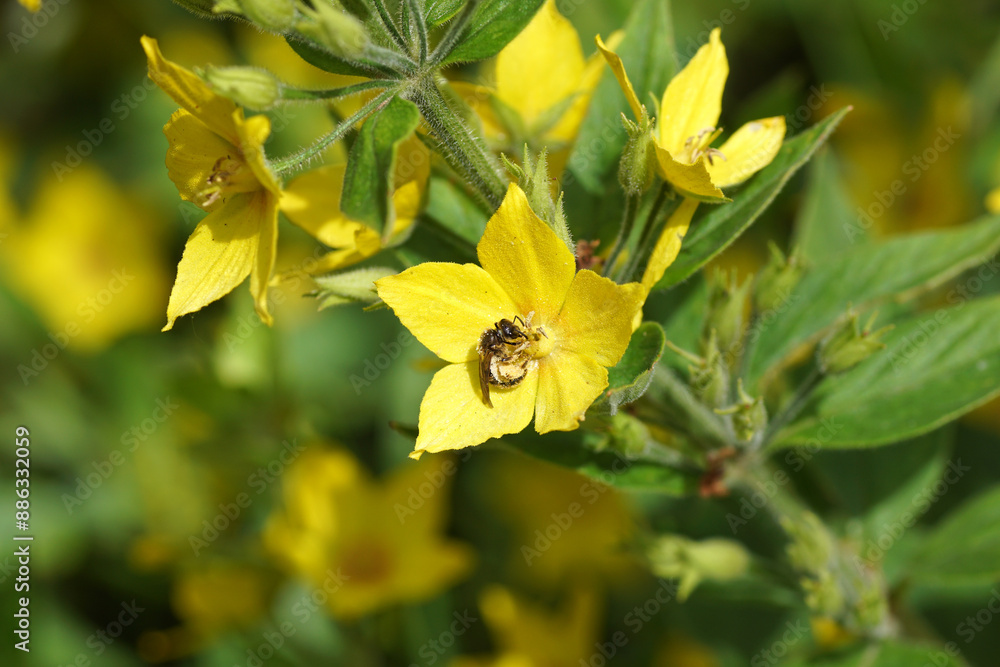 Flowering Yellow loosestrife, circle flower (Lysimachia punctata ...