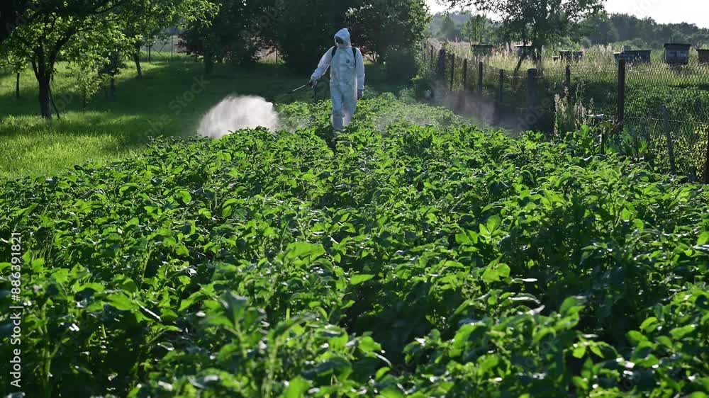 Chemical treatment of potato plants from blight like Phytophthora ...