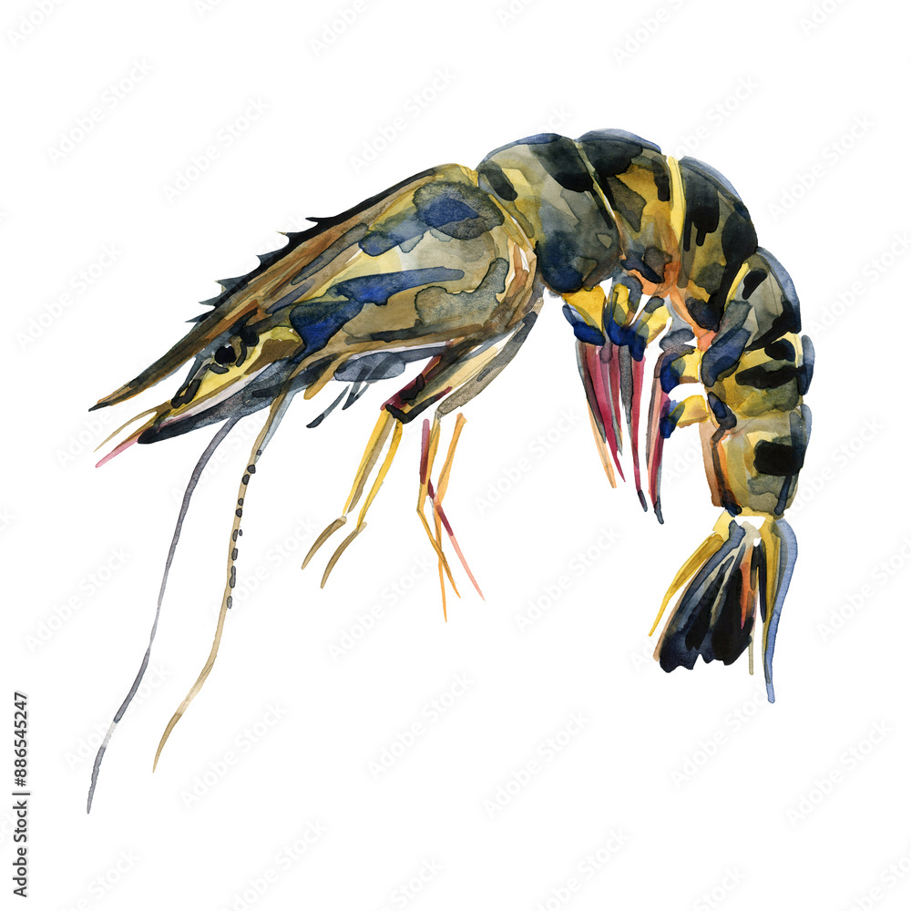 Shrimp high detailed background. Prawn detailed watercolor. Realistick ...