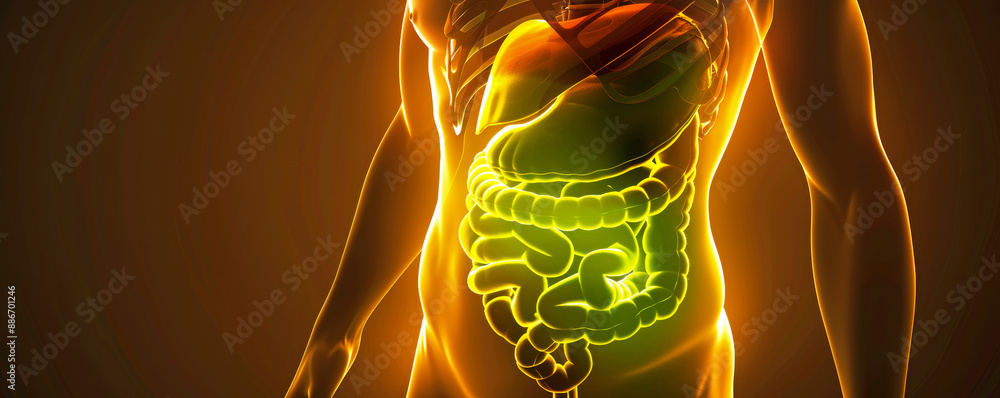 A detailed and visually striking image of the human digestive system ...