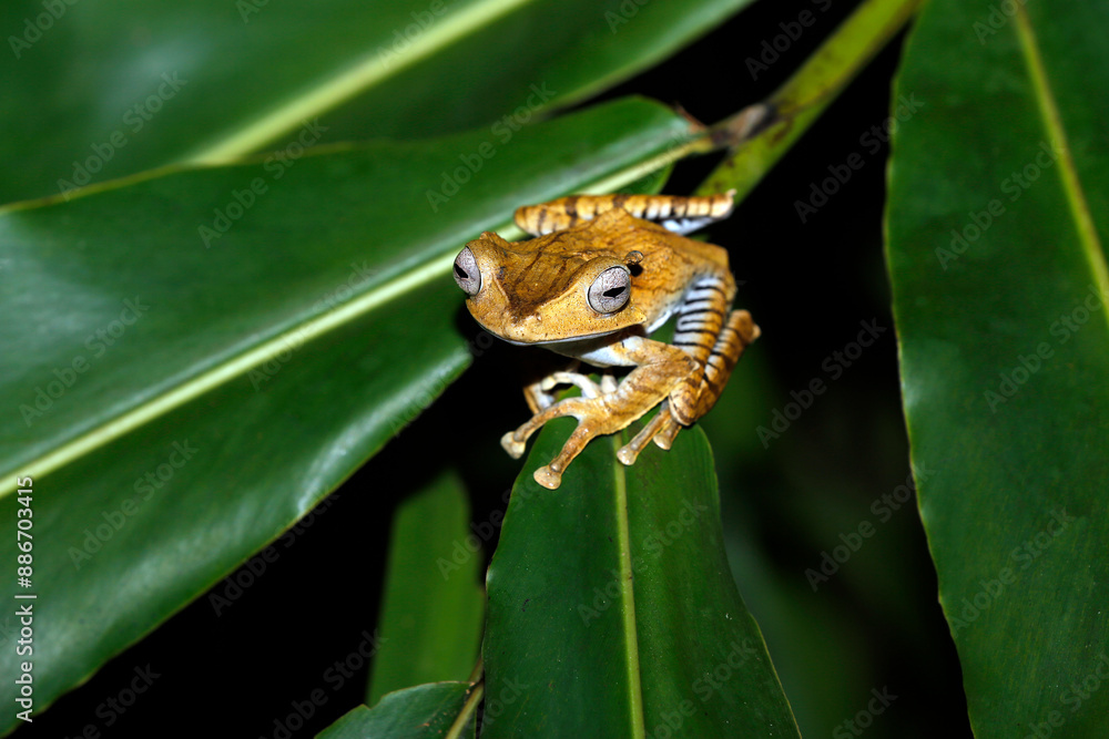 File-eared Tree Frog (Polypedates otilophus, aka Borneo Eared Frog ...