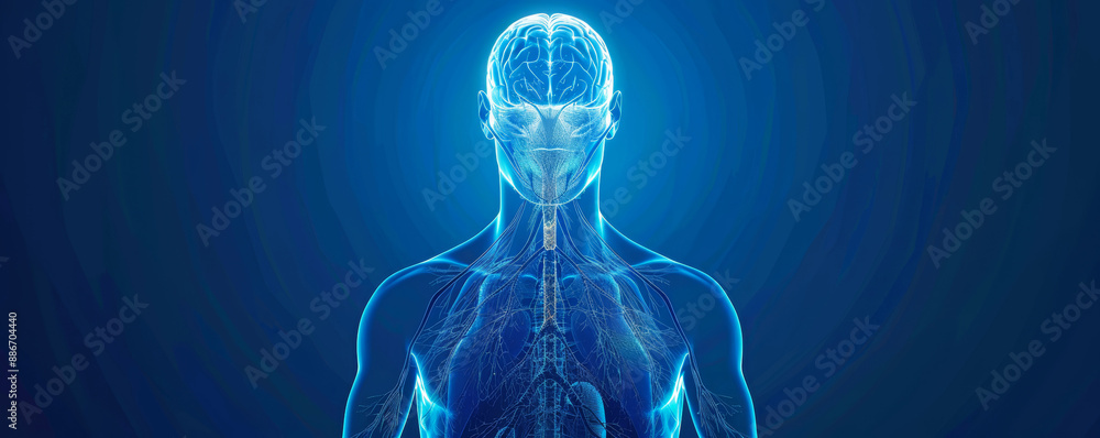 A detailed and visually striking image of the human nervous system ...