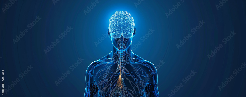A detailed and visually striking image of the human nervous system ...