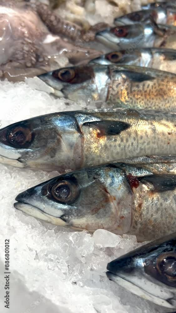 The fish laid in a row lies on the ice, the camera moves from left to ...