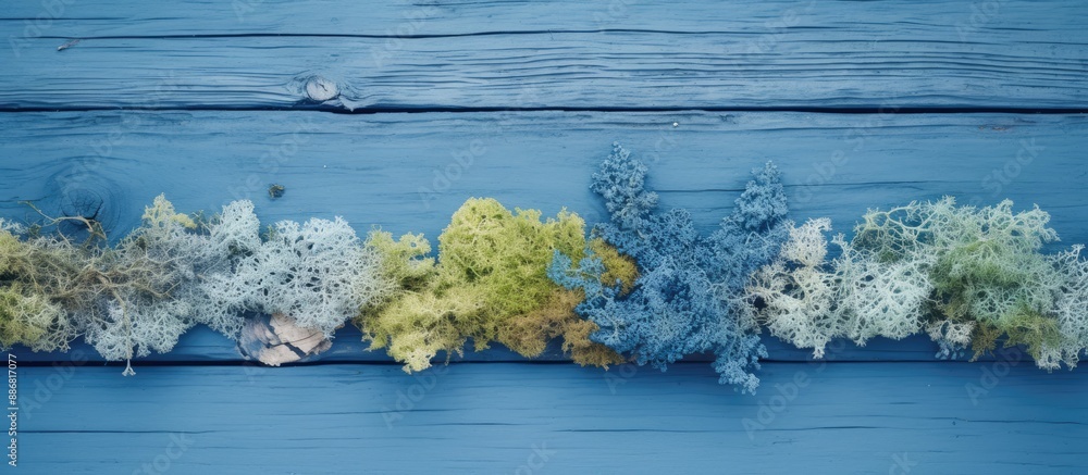 Classic blue Pantone color on a natural wood background with lichen ...