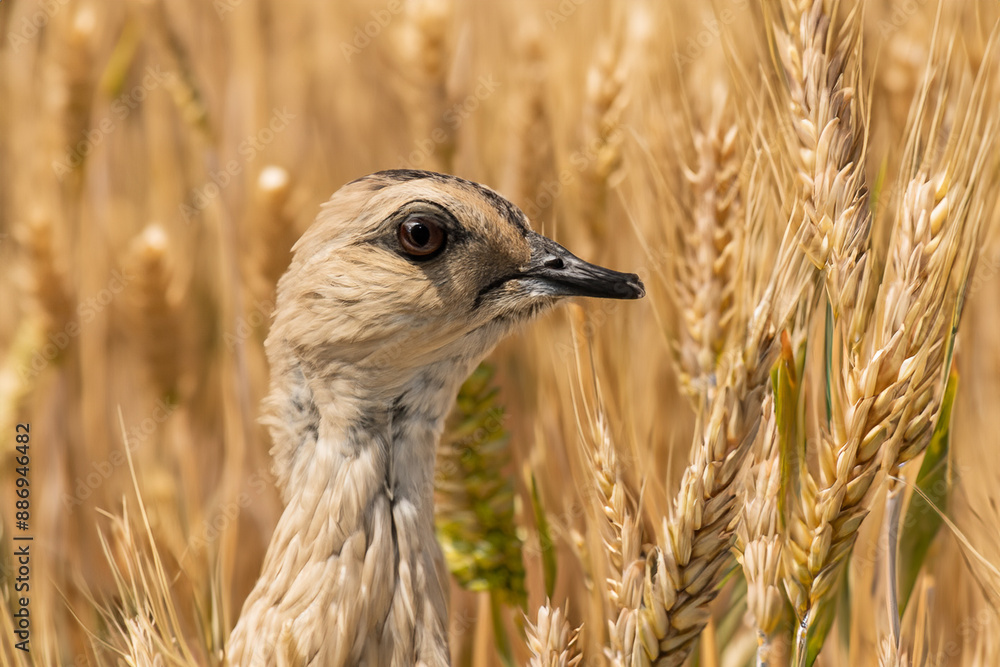 bird grazing wheat in the steppes with their inhabitants. Field animal ...