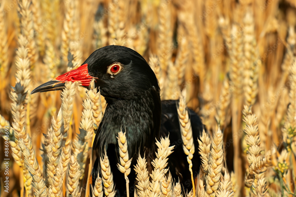 bird grazing wheat in the steppes with their inhabitants. Field animal ...