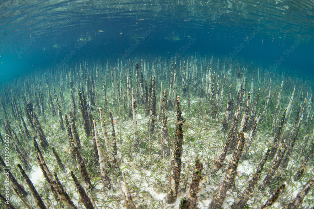 Pneumatophores rise from the shallow seafloor of a mangrove forest ...