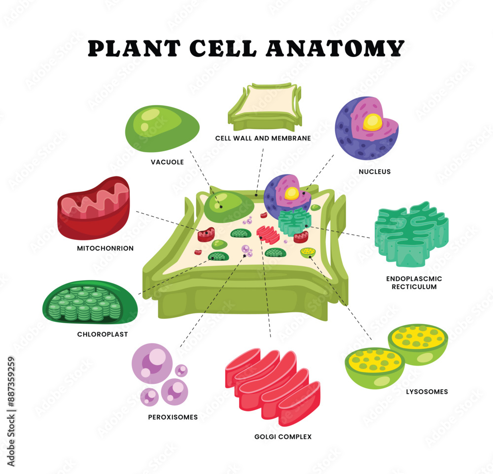 Plant cell anatomy structure with organelles. Anatomy of Plant cell ...